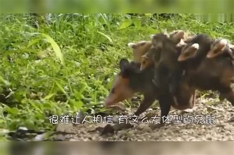 见过比猫咪还要大的老鼠吗？连狗狗都能被欺负，长见识了！老鼠猫咪狗狗