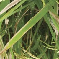 Group5 Rice Leaf Disease Datasets Object Detection Dataset By TIP