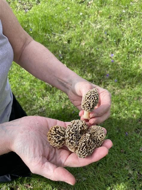 The Morels Have Arrived Riowacity