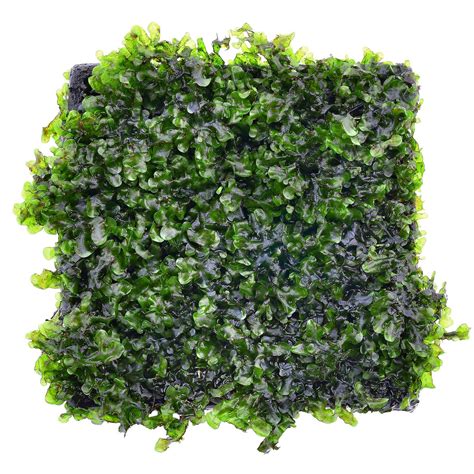 Microsorum Pteropus Prothallium Aquasabi Aquarium Shop