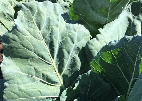 Collards Vates Snake River Seed Cooperative