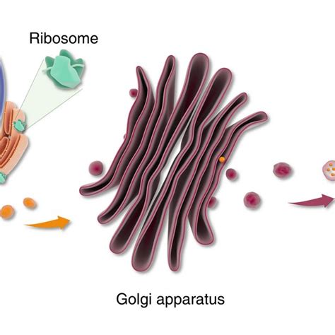 The Intracellular To Extracellular Processes Of Secreted Glycoproteins Download Scientific Diagram