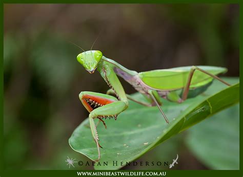 Praying Mantis Breeds At Augusta Berkeley Blog