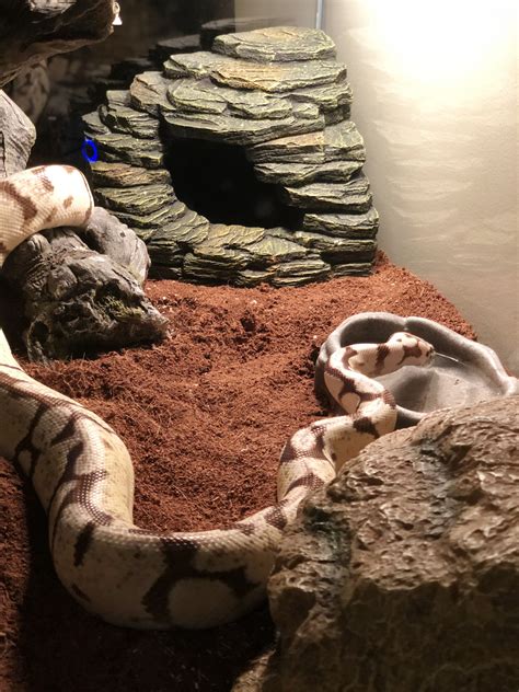 How Big Should A Terrarium Be For A Ball Python At Warren Livingston Blog