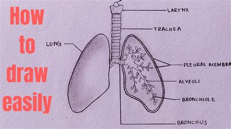 How To Draw Diagram Of Human Lung Easily Step By Step YouTube
