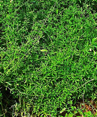 Cleavers Herb Galium Aparine Root Buyer