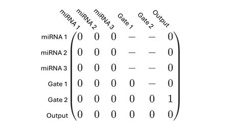 Circuit Model Wageningenur Igem 2024