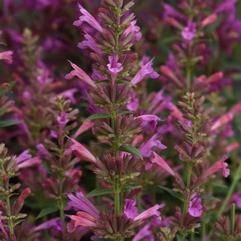 Agastache Mexicana Magenta Mexican Giant Hyssop From Get Group Inc