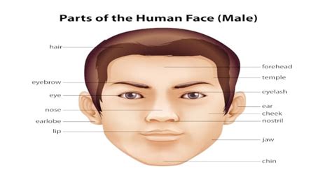 Parts Of The Face English Vocabulary English Language