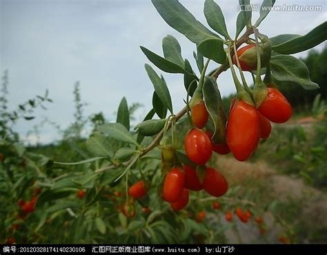 枸杞的生长特性及其价值功效 168鲜花速递网