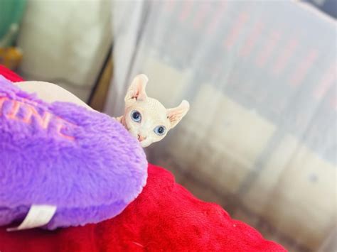 New Bby Girl🥰 Name Ideas Pls Rsphynx