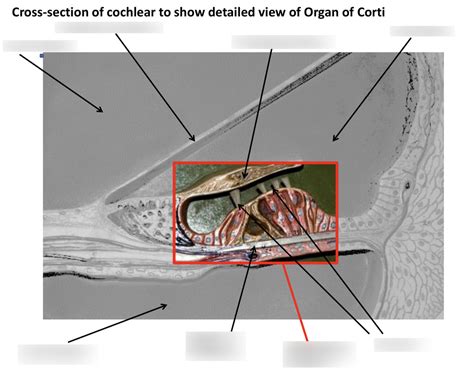 Cross Section Of Cochlear To Show Detailed View Of Organ Of Corti