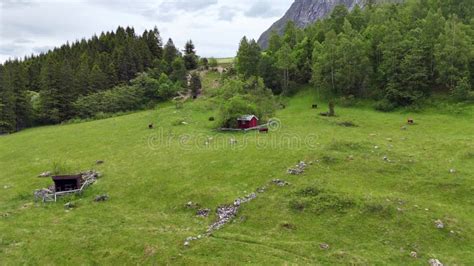 Cows Grazing On Lush Green Grass Beside The River Eira Surrounded By