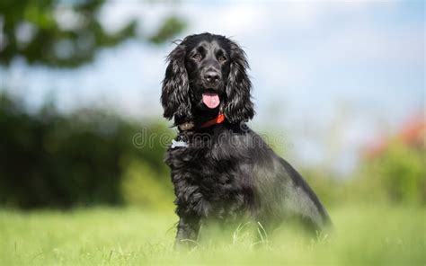 Schwarze Cocker Spaniel Welpenläufe Im Schnee Stockfoto Bild Von Kind