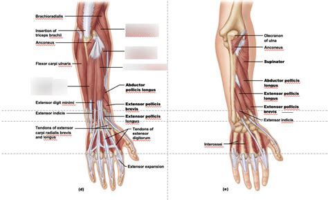 Forearm Extensor Group Diagram Quizlet Forearm Extensor Group Diagram Quizlet