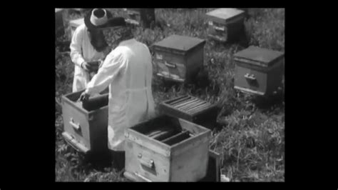 Ускоренное воспроизводство пчелиных семей Пчеловодство для начинающих Youtube