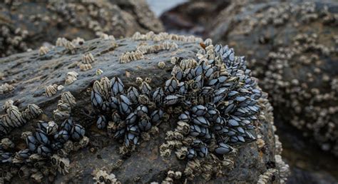Close Up Of Goose Barnacles Clinging To Rocks On A Rocky Shoreline