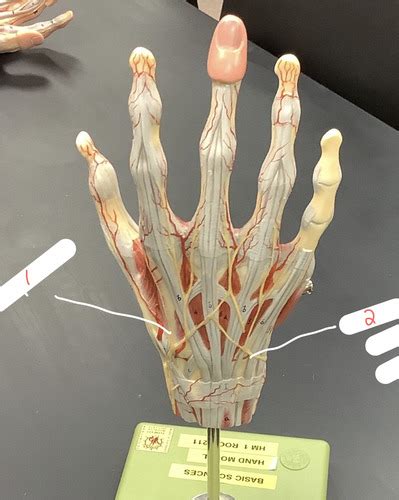 PNS Lab Midterm Flashcards Quizlet PNS Lab Midterm Flashcards Quizlet