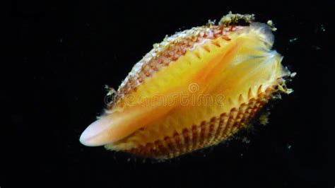 Anadara Inaequivalvis Bivalve Mollusk An Invader In The Black Sea An Invasive Species Stock