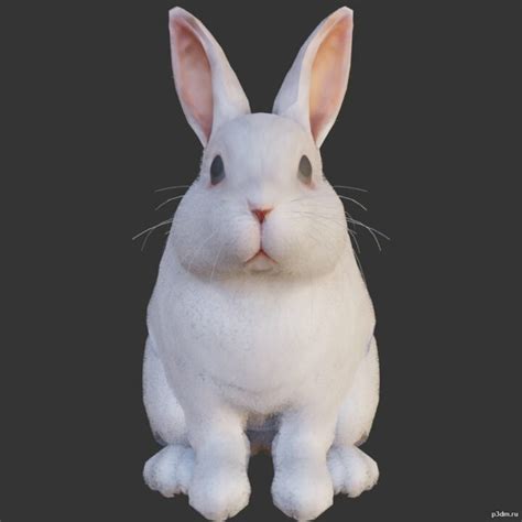 Rabbit 3d Model