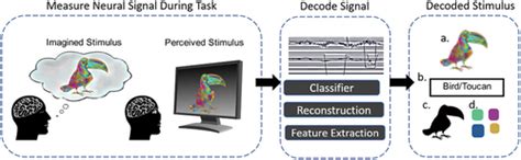 Full Article Feasibility Of Decoding Visual Information From Eeg