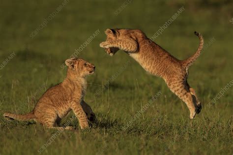 African Lion Cubs Playing Maasai Mara Kenya Stock Image C0495811
