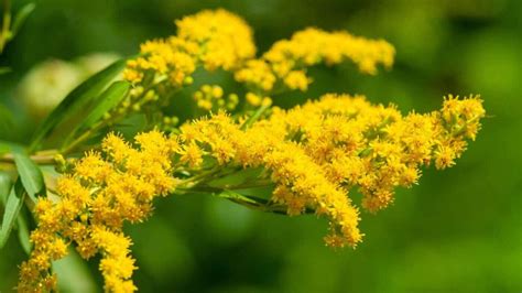 Goldenrod Guide How To Plant Grow And Care For Solidago