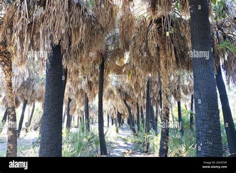 Burnt Palm Trees From A 2016 Fire Caused By A Lightning Strike Among