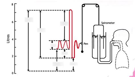 Diagram Of Lung Volume And Function Testing Quizlet