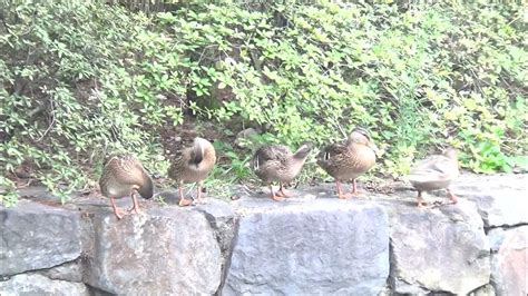 제법 커버린 오리가족 몸단장 에 정신없고 물고기와 평화로운 모습 Youtube