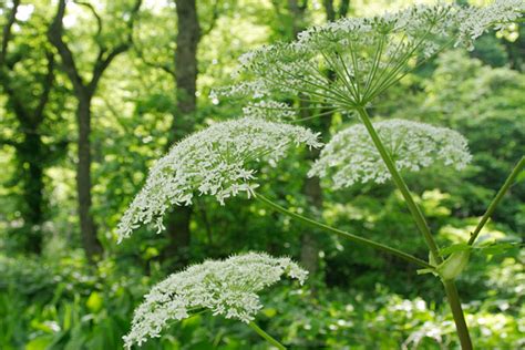 夏に咲く森林の花 大きく白い花オオハナウド大型植物 フリー写真素材 画像7花ざかりの森