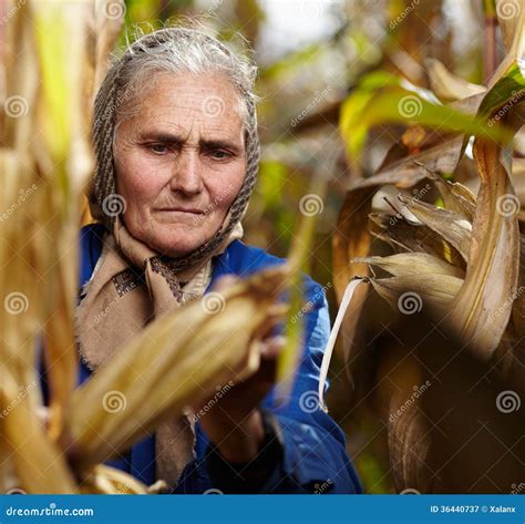 Viejo Granjero De Sexo Femenino En La Cosecha De Ma Z Imagen De Archivo Imagen De Viejo Mano