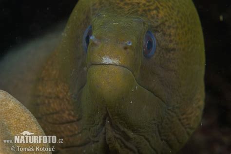 Gymnothorax Javanicus Pictures Giant Moray Images Nature Wildlife