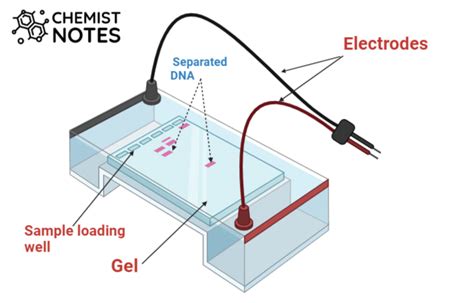 Gel Electrophoresis Easy Principle Media 6 Types Application Chemistry Notes