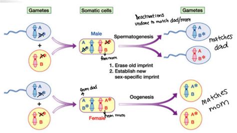 Genetics Exam 1 Flashcards Quizlet
