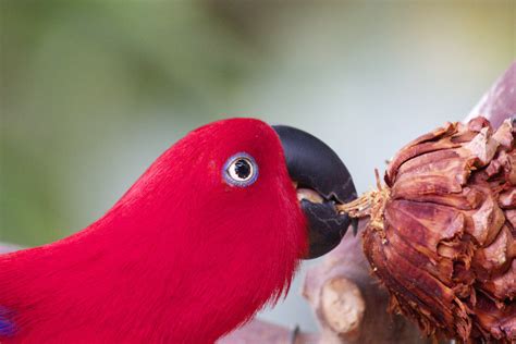Eclectus Parrot Bird Tropical 1 Wallpapers Hd Desktop And Mobile