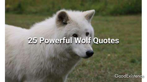 25 Powerful Wolf Quotes Good Existence
