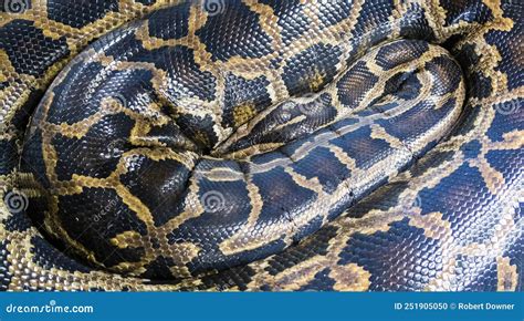Reticulated Python In The Philippines Stock Photo Image Of