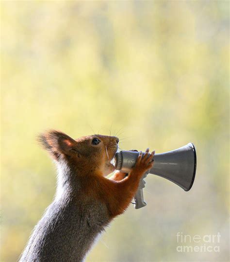 Red Squirrel Is Shouting In A Megaphone Photograph By Geert Weggen
