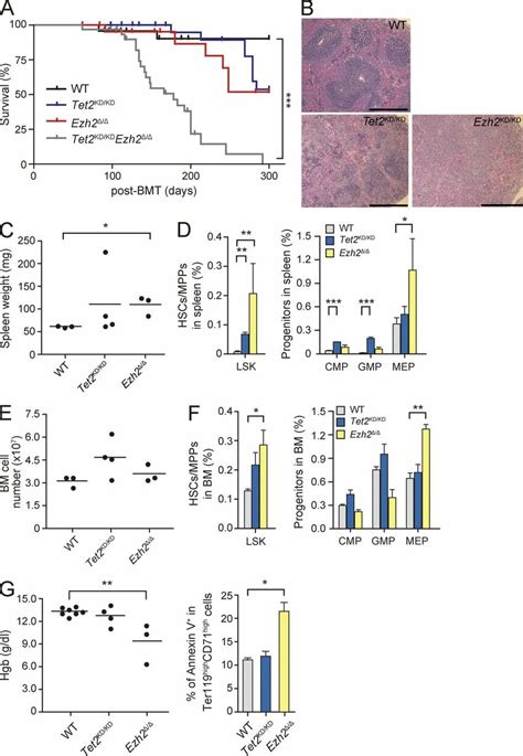 Hematopoiesis In The Recipient Mice Reconstituted With Tet2 Kd Kd Download Scientific Diagram