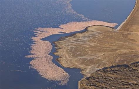 საოცარი სანახაობა გამოიცანით რა არის ეს