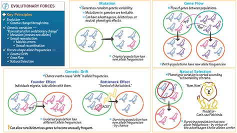 General Biology Overview Of Evolutionary Forces Draw It To Know It
