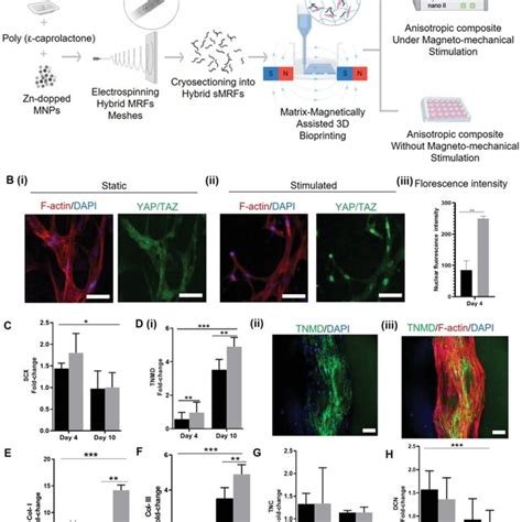 A Schematic Flowchart Illustrating Experimental Design For Fabricating Download Scientific