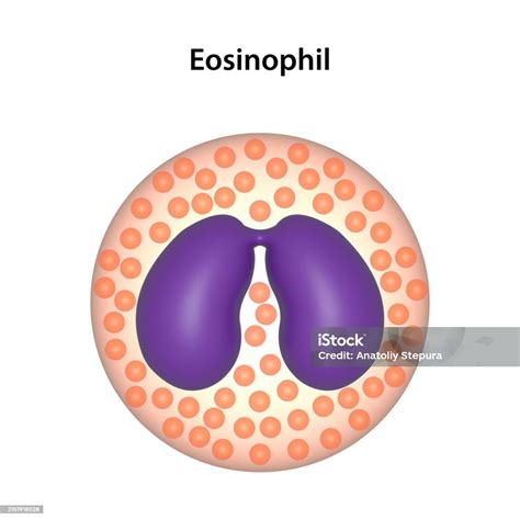 Eosinophil Stock Illustration Download Image Now Anatomy