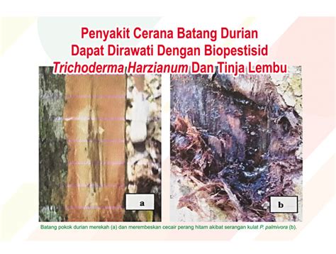 Penyakit Cerana Batang Durian Dapat Dirawati Dengan Biopestisid