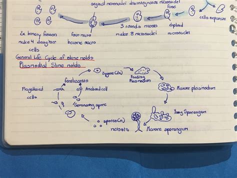 Plasmodium Life Cycle Diagram Quizlet