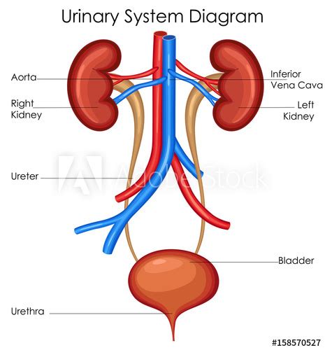 Organs Of The Urinary System Structure Function Study Com