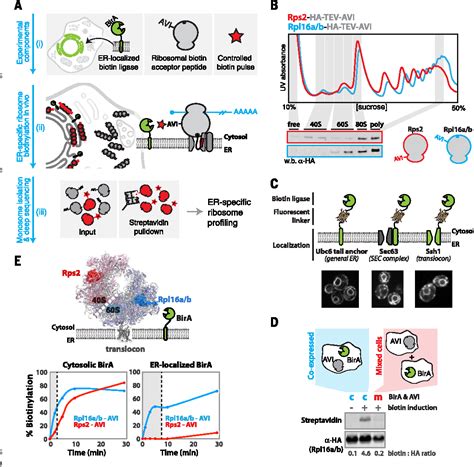 Figure 1 From Principles Of Er Cotranslational Translocation Revealed By Proximity Specific