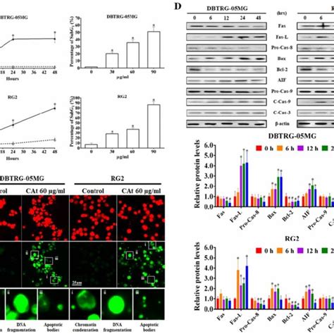 cat extract triggered dna fragmentation and cell apoptosis in gbm download scientific diagram