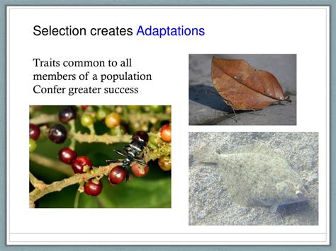 Ppt Selection Causes Microevolution Powerpoint Presentation Free Download Id 1894042